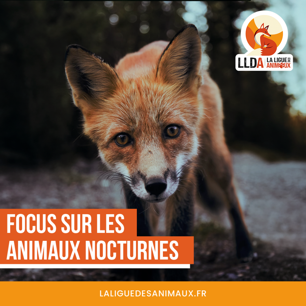 Les animaux nocturnes : des gardiens discrets de la nature